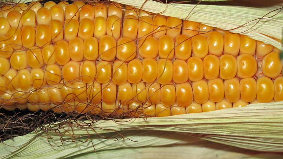 The health benefits of corn are many. But why do we avoid having corn ...